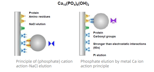 Application Tips and Optimization Strategies for Hydroxyapatite - Bio-Link