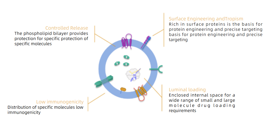 Exosome Downstream Process Solutions - Bio-Link